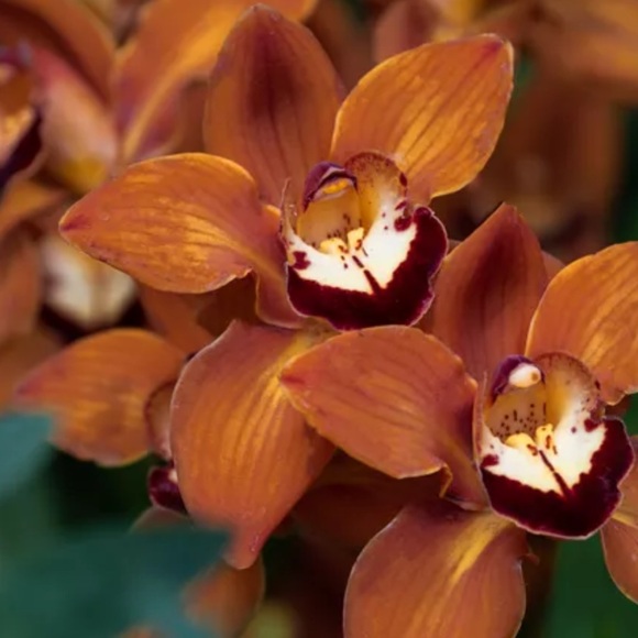 RISIS | Jewelry | Vintage Tanbrown Enamel Dendrobium Orchid With 24k ...
